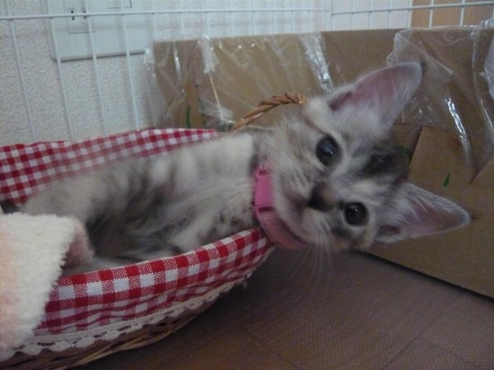 幸運の猫のヒゲ - kasinさんの猫日記