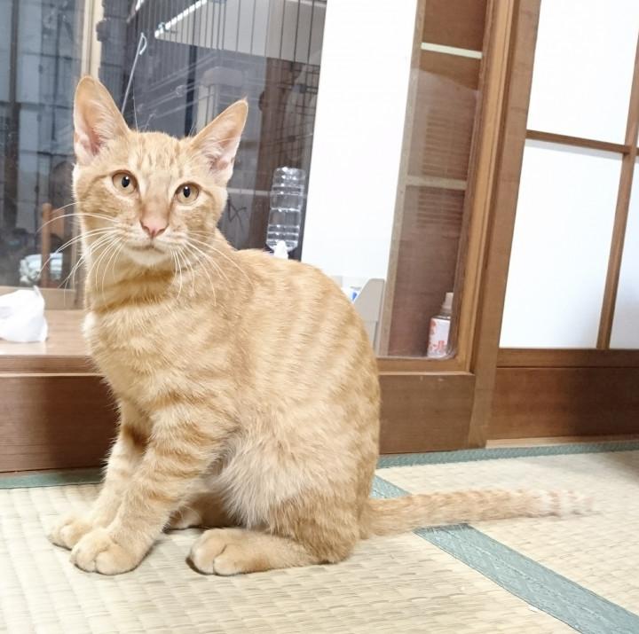 増え～る～増える保護ネコ～♪ - tauさんの猫日記