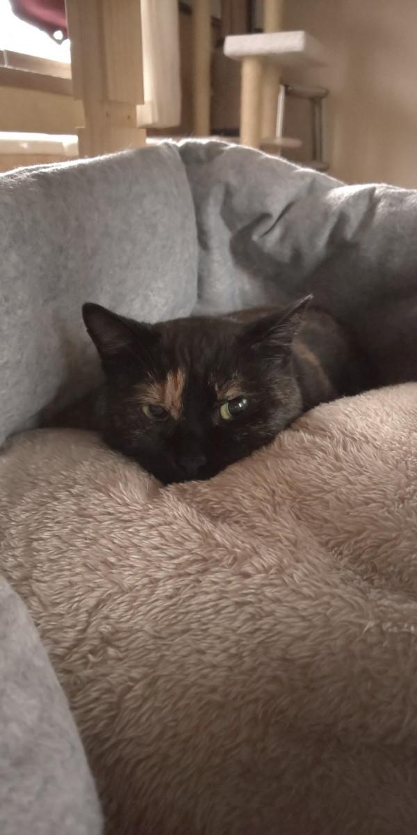 使って頂け感無量😳 ️ - tauさんの猫日記