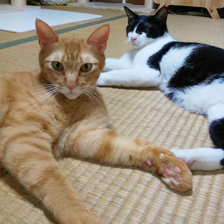 やる気はあるけん、体がついてこん🎵 - tauさんの猫日記