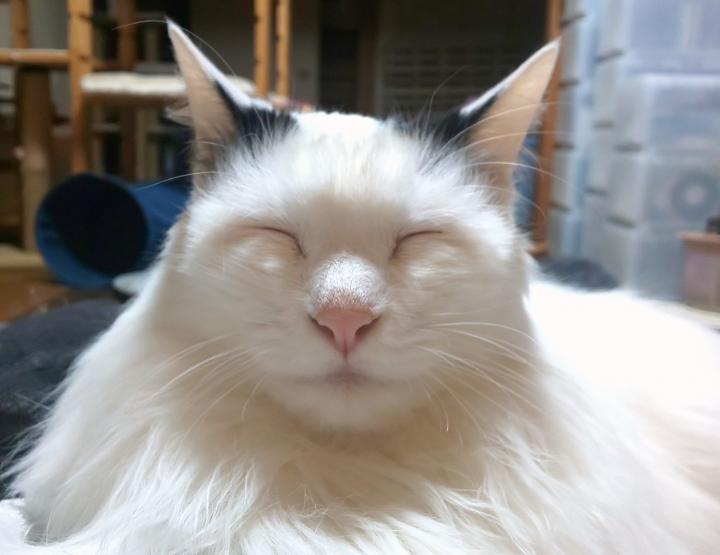 初夢って現実になるのかな👀 - tauさんの猫日記
