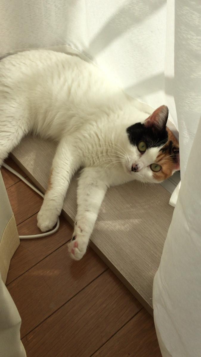 ひにゃたぼっこ☀️ - you♡さんの猫日記