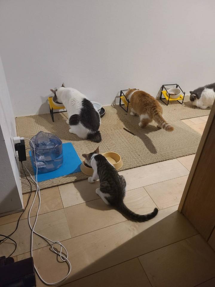 今日のお松ちゃん保護して26日目 - あさみっくまんさんの猫日記