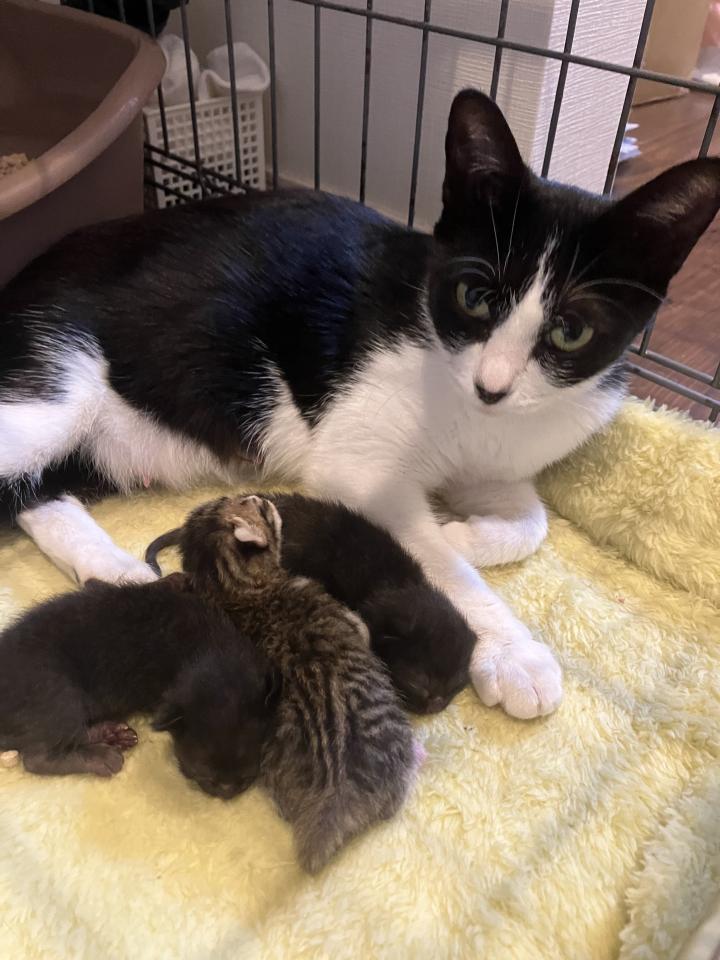 3日目🍼 - ようちゃさんの猫日記