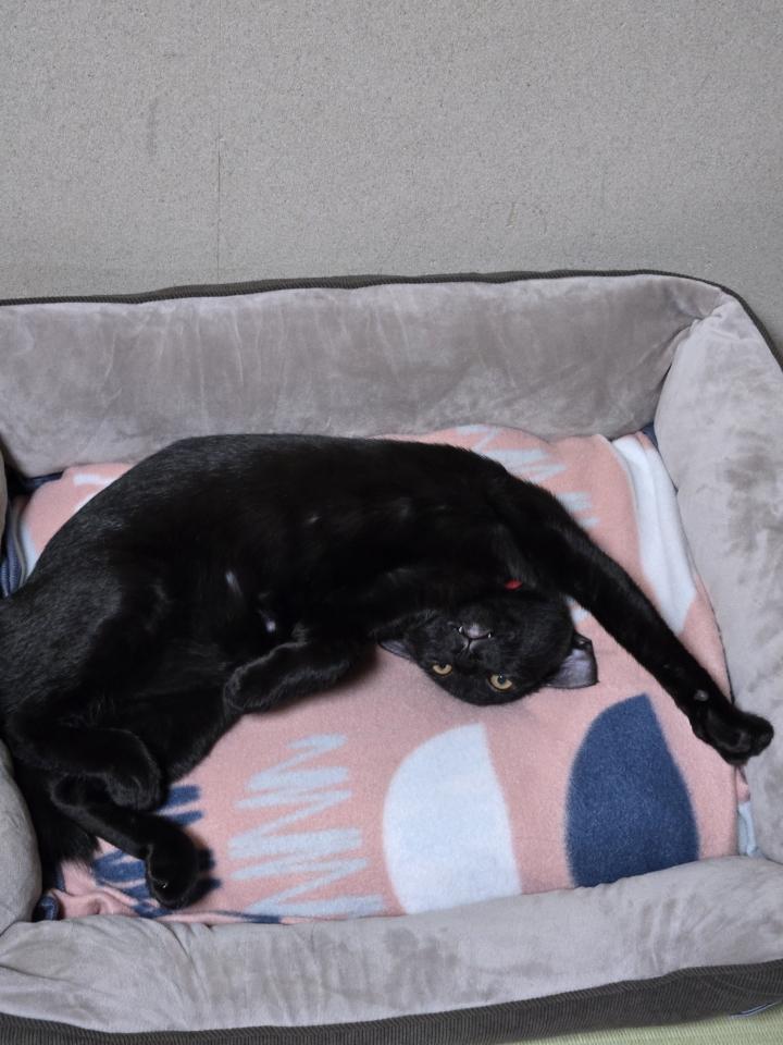 早いもので家に来て3ヶ月 - ラッキーヴィッキーさんの猫日記