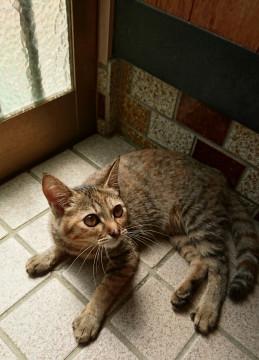 [猫]広島県の里親募集 ワンちゃんとも 仲良くできる姉妹ですよ。