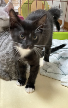 [猫]北海道の里親募集 兄妹の中でいちばん小さい