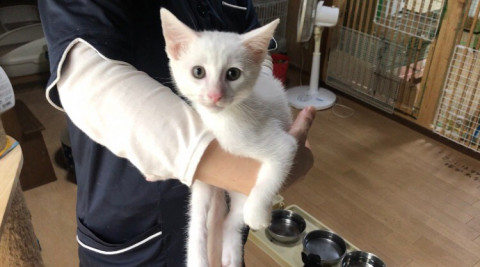 [猫]奈良県の里親募集 真白(ましろ)くん 〜美猫の男の子〜