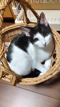 [猫]岐阜県の里親募集 人馴れ抜群♪ メグちゃん