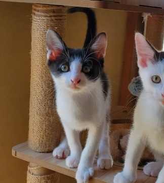 [猫]神奈川県の里親募集 テッペン☆生後3ヶ月くらい