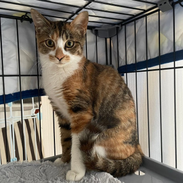 [猫]千葉県の里親募集 甘えん坊な三毛猫★きなこちゃん