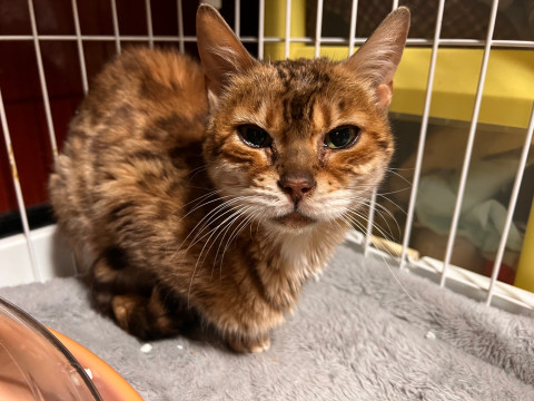 [猫]石川県の里親募集 12歳ベンガルの女の子。