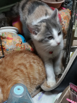 [猫]千葉県の里親募集 2/11市川市地域猫活動団体ウイング譲渡