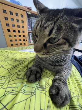 [猫]愛知県の里親募集 人懐っこく元気いっぱいのキジトラ猫ちゃん