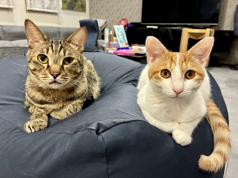 [猫]京都府京都市西京区の里親募集 単身OK！5ヶ月チャトラ♂と4歳キジ♂