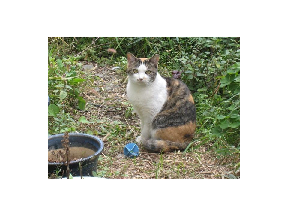 [終了]神奈川県川崎市高津区 - 迷い猫掲示板