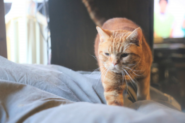 ネコ写 - かわいい猫の写真投稿