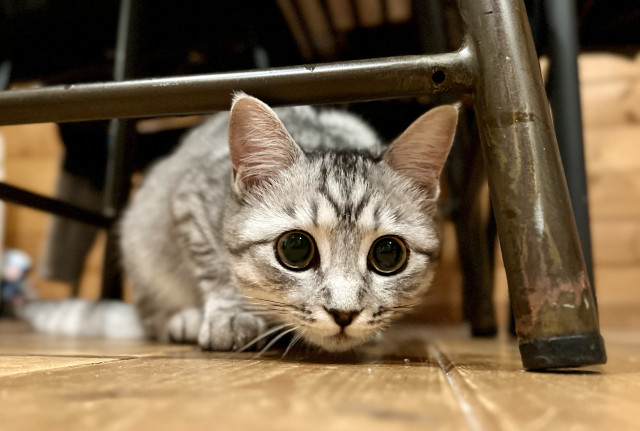 ネコ写 - かわいい猫の写真投稿