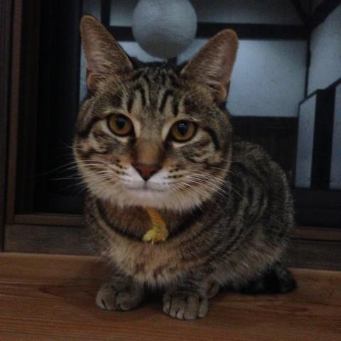 mike cat - 猫好きのためのSNSコミュニティ